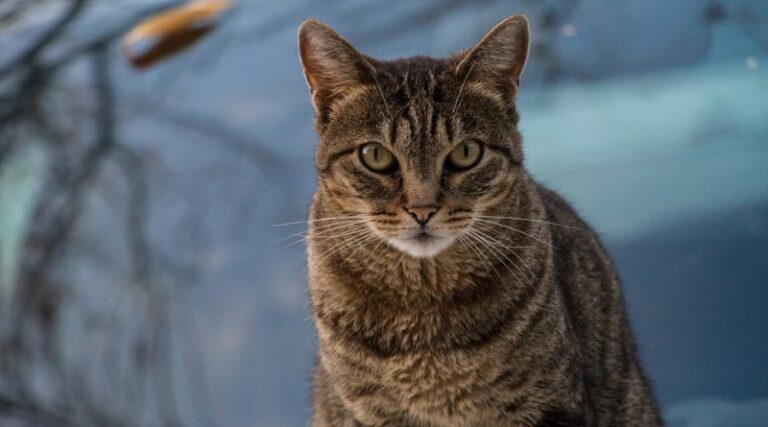 Top 10 Most Aggressive Cat Breeds