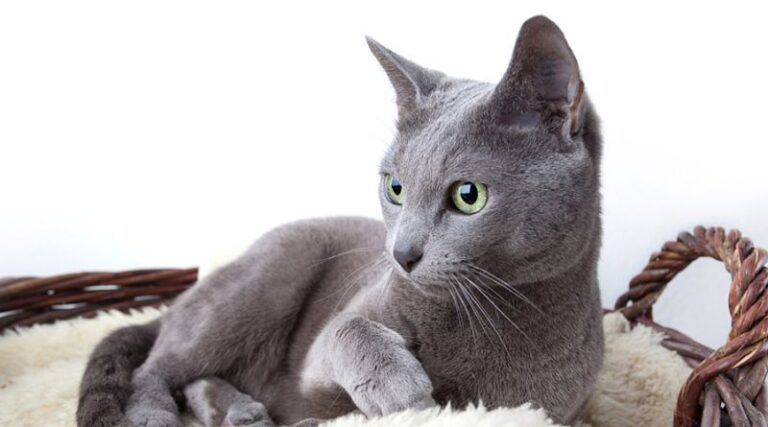 9 Best Russian Cat Breeds