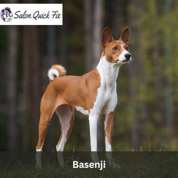 15+ Popular Breeds of Medium-Sized Dogs