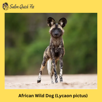 Top 15 Wild Dog Breeds In The World