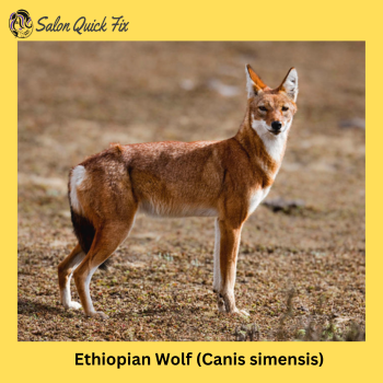 Top 15 Wild Dog Breeds In The World