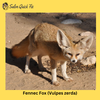 Top 15 Wild Dog Breeds In The World