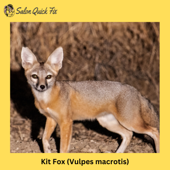 Top 15 Wild Dog Breeds In The World