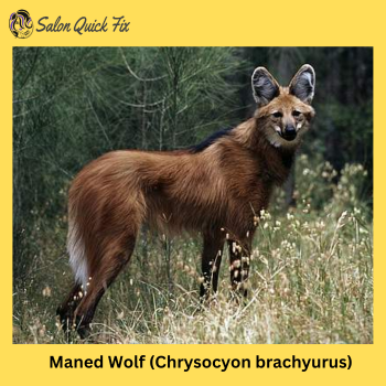 Top 15 Wild Dog Breeds In The World