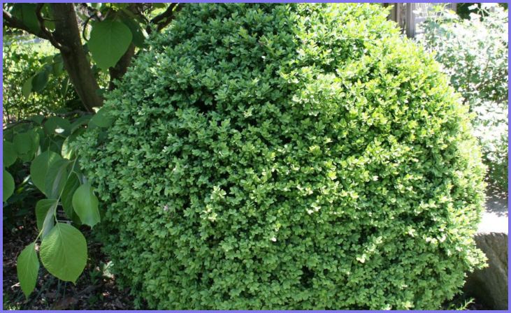 8 Small Evergreen Shrubs for Your Landscape