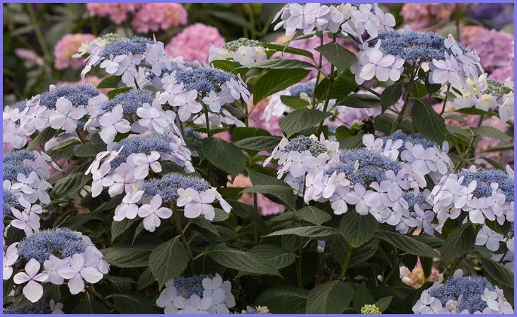 7 Small Hydrangeas that Won't Overgrow Your Space - SalonQuickFix