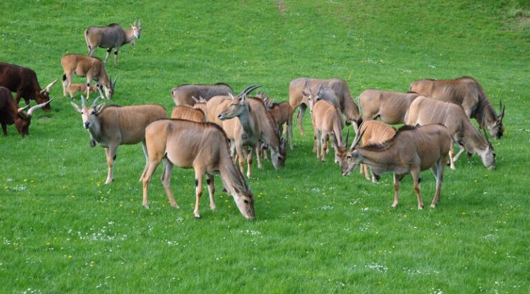 The 8 Most Friendly Wild Animals in the World - SalonQuickFix